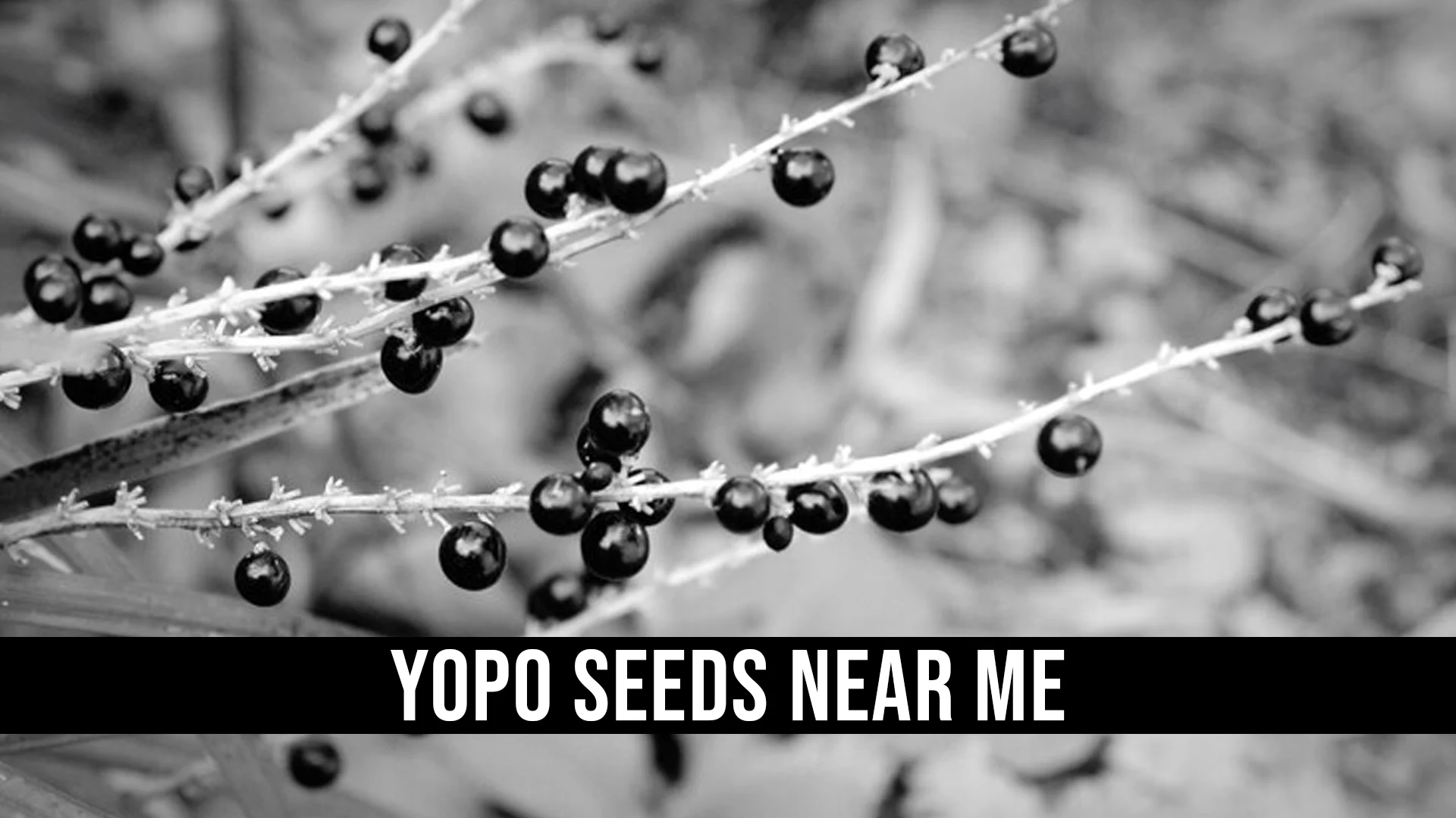 Yopo Seeds Near Me – Find Authentic Yopo Seeds Nearby