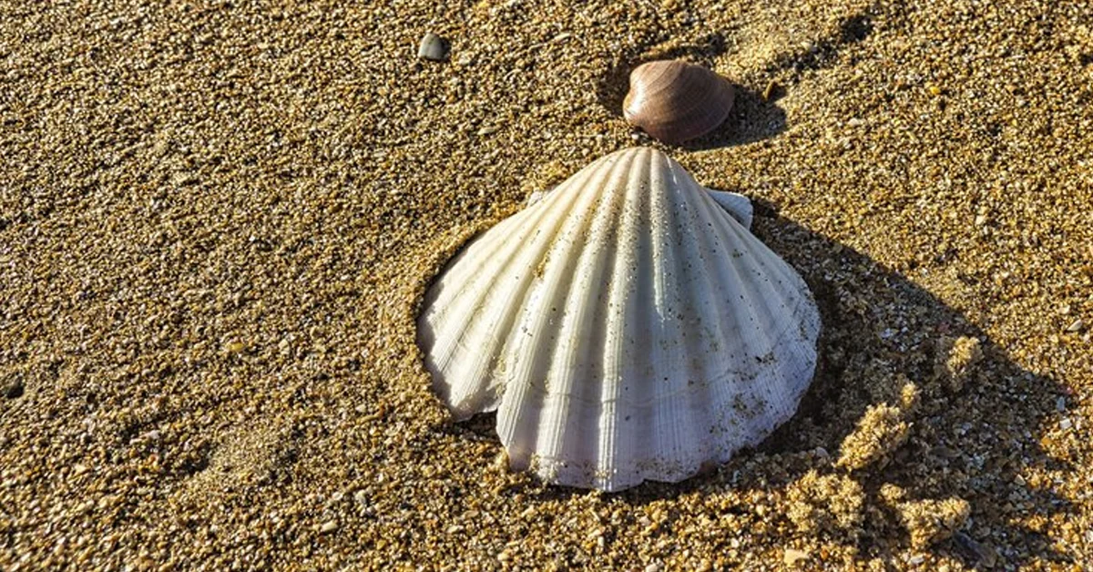 Pooka Shell: A Unique And Magical Element For Your Collection