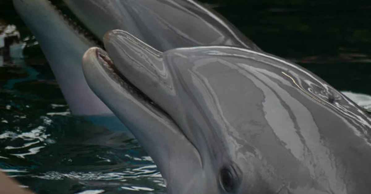 What Was The OSHA Lawsuit Against SeaWorld? Key Points Explained